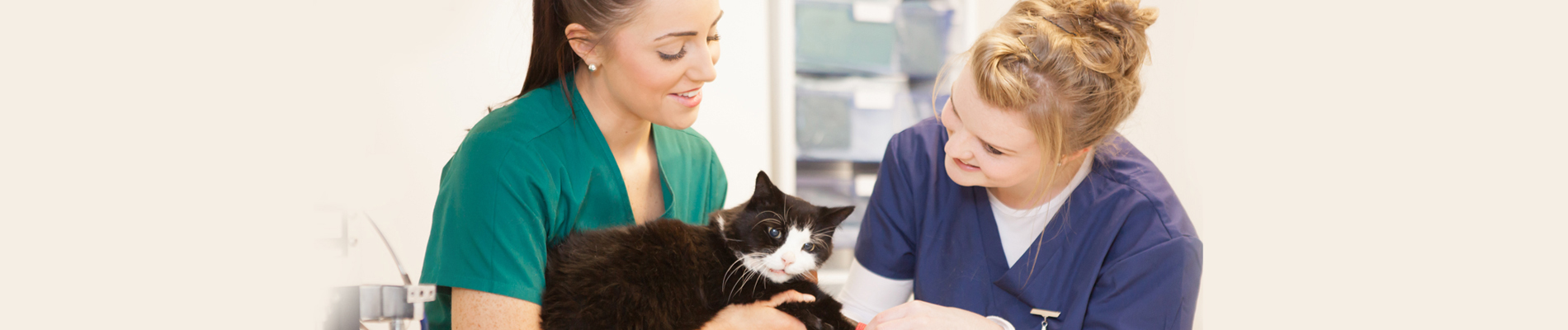 About Mayow Vets | Mayow Veterinary Surgery, London