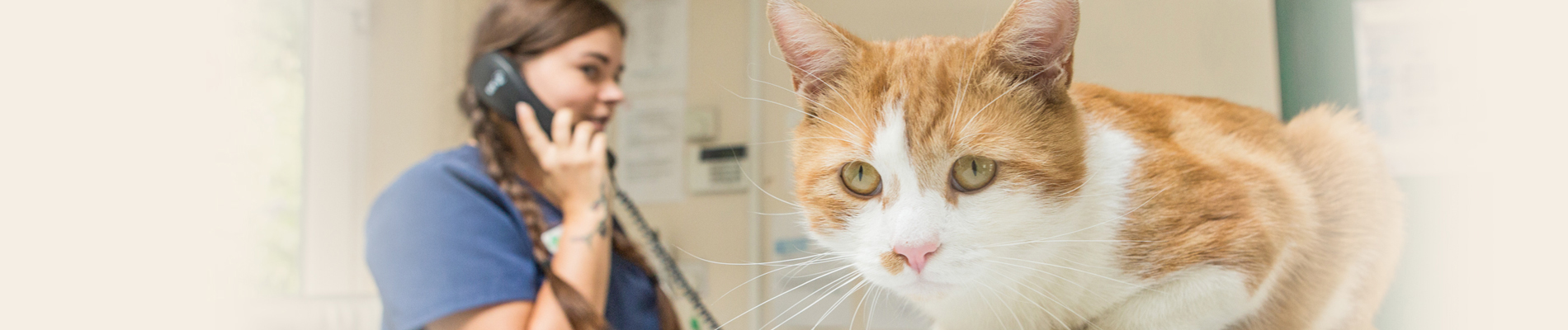 Meet Our Team | Mayow Veterinary Surgery