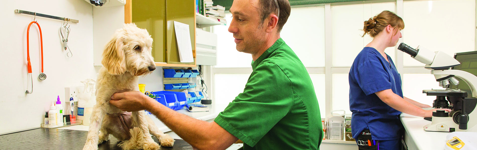 Health Checks and Clinics | Mayow Veterinary Surgery