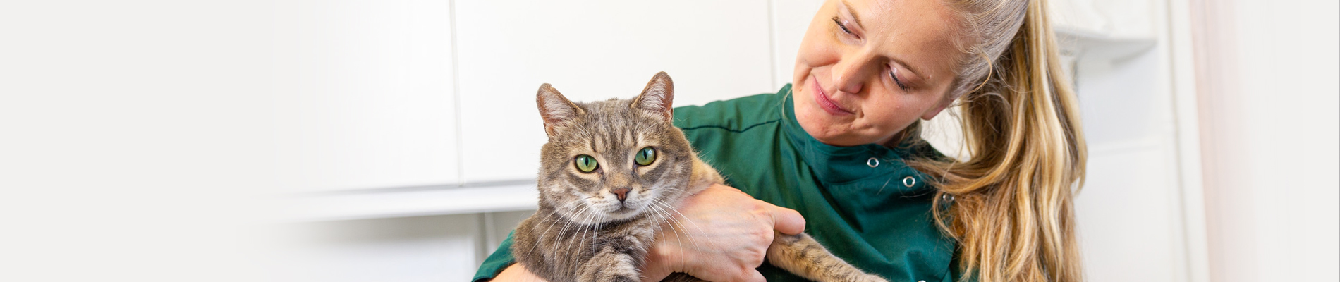 Mayow Veterinary Surgery Home - Mayow Veterinary Surgery