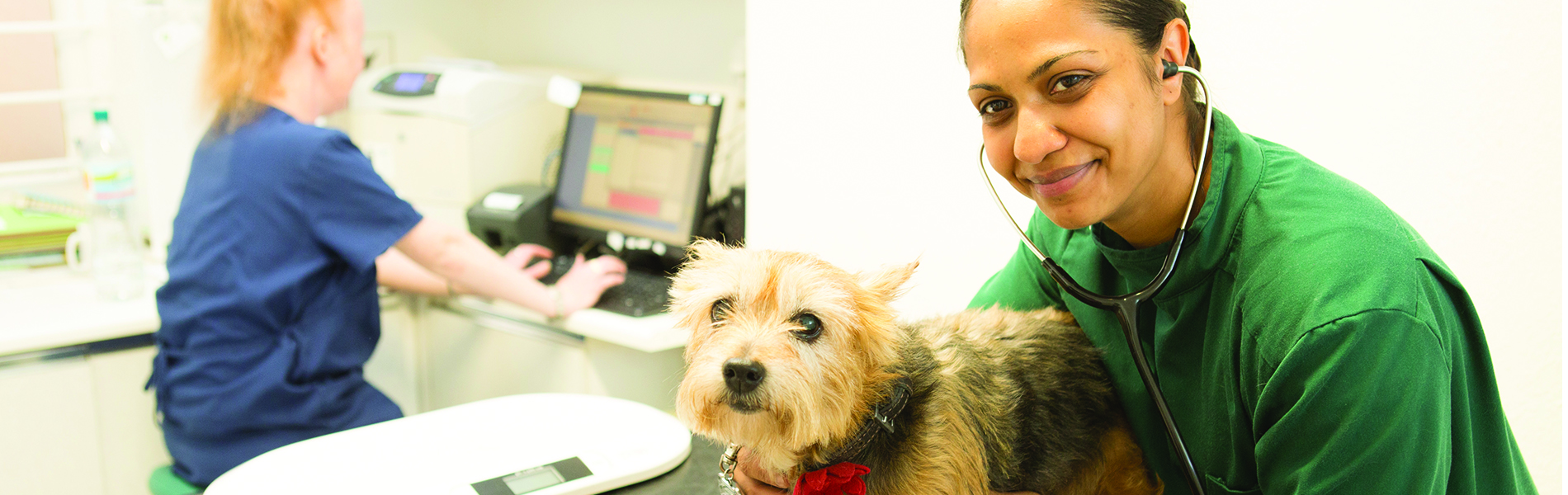 Mayow Veterinary Surgery Home - Mayow Veterinary Surgery
